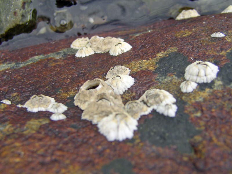 Barnacles on a Rock on a Seashore Stock Photo - Image of creature, rock ...