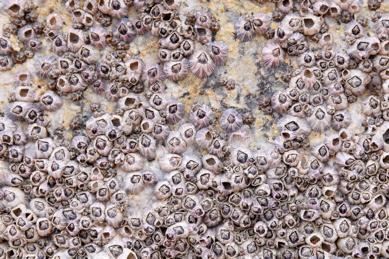 Barnacles on rock stock photo. Image of outdoors, aquatic - 57758404