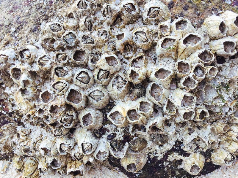 Barnacles on the rock stock image. Image of macro, colony - 173400533
