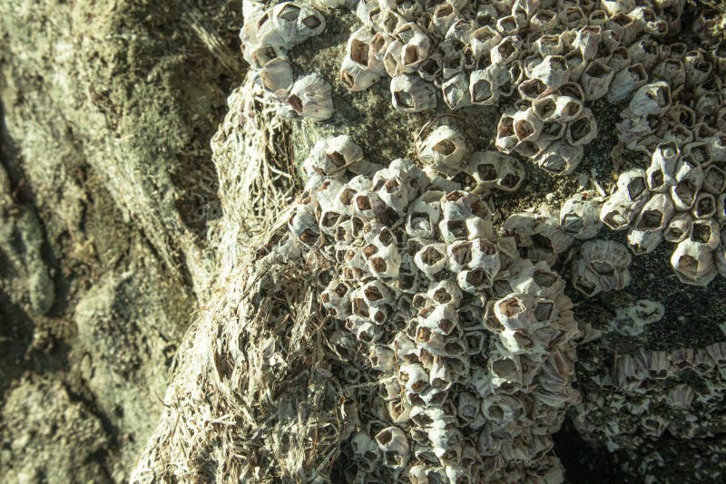 The barnacles on a rock stock image. Image of abstract - 284813753