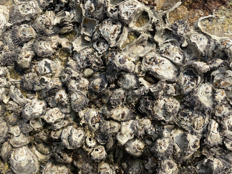 Barnacles on a Rock stock photo. Image of nature, rock - 231015676