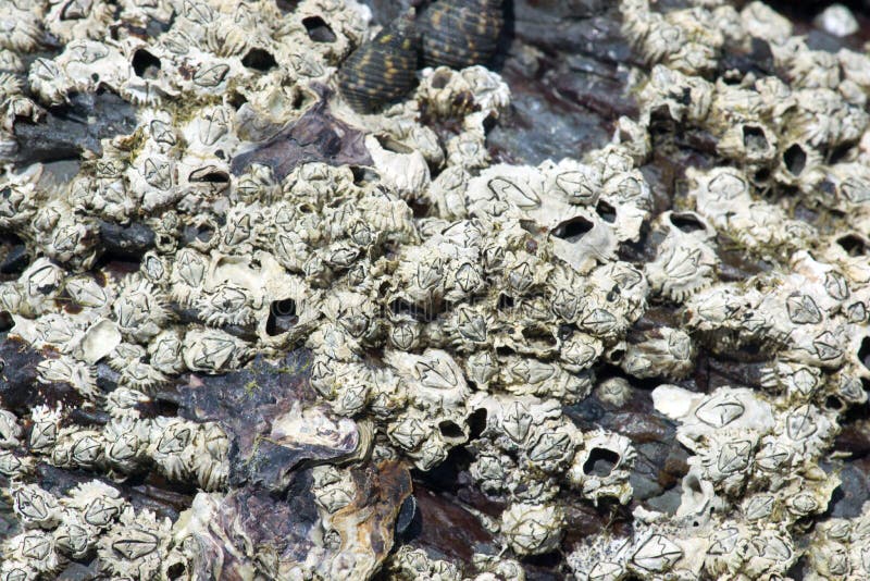 Barnacles rock stock photo. Image of macro, mussel, barnacle - 81549504