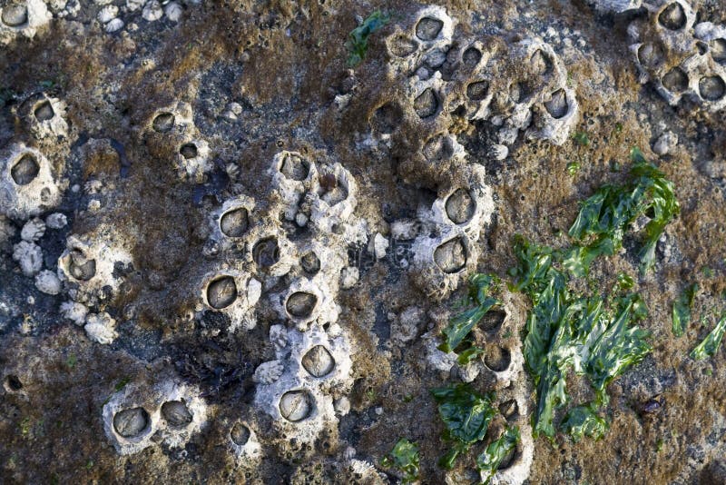 Barnacles on rocks stock image. Image of boulder, coast - 4613019