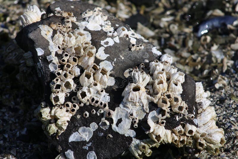 Barnacles on rocks stock photo. Image of surface, white - 53120112
