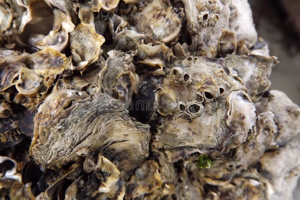 Barnacles stock photo. Image of ocean, oyster, crustation - 49039748