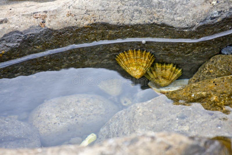 Atlantic Barnacles stock photo. Image of atlantic, arthropod - 34348426