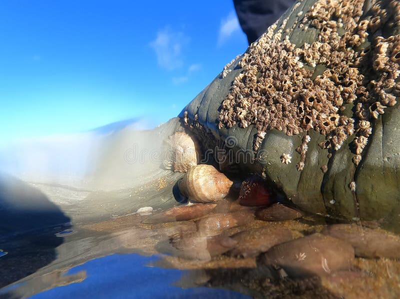 Barnacles and Seashells in Rock Pool Stock Photo - Image of sealife ...
