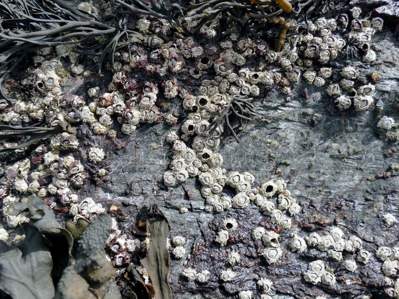 Barnacles and Seaweed at Low Tide Close Up Stock Photo - Image of ...