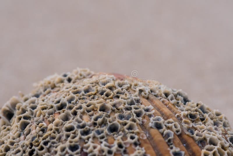 Barnacles Shell Close Up Bottom Stock Photos - Free & Royalty-Free ...