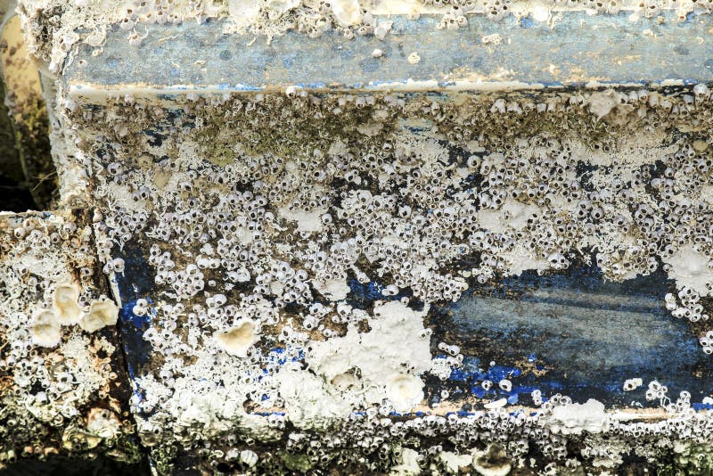 Dirty Navel Stock Photos - Free & Royalty-Free Stock Photos from Dreamstime