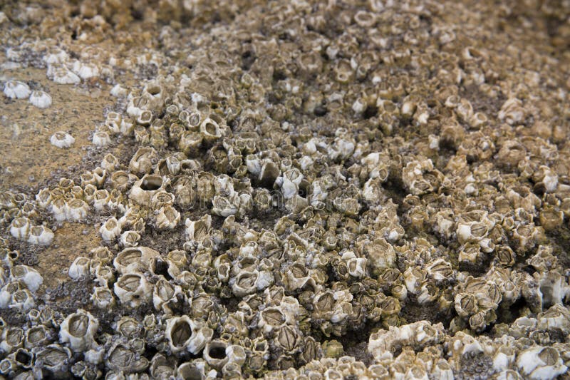 Barnacles on the beach stock image. Image of barnacle - 303753161
