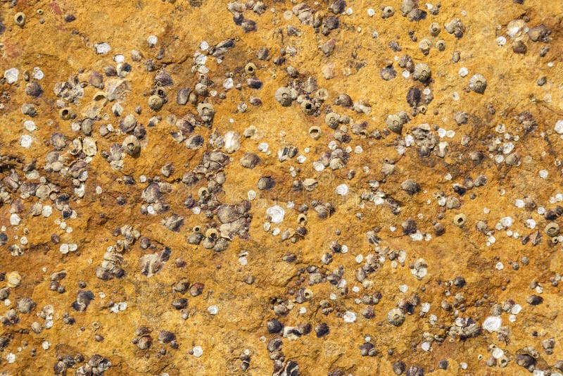 1,329 Barnacle Texture Stock Photos - Free & Royalty-Free Stock Photos ...