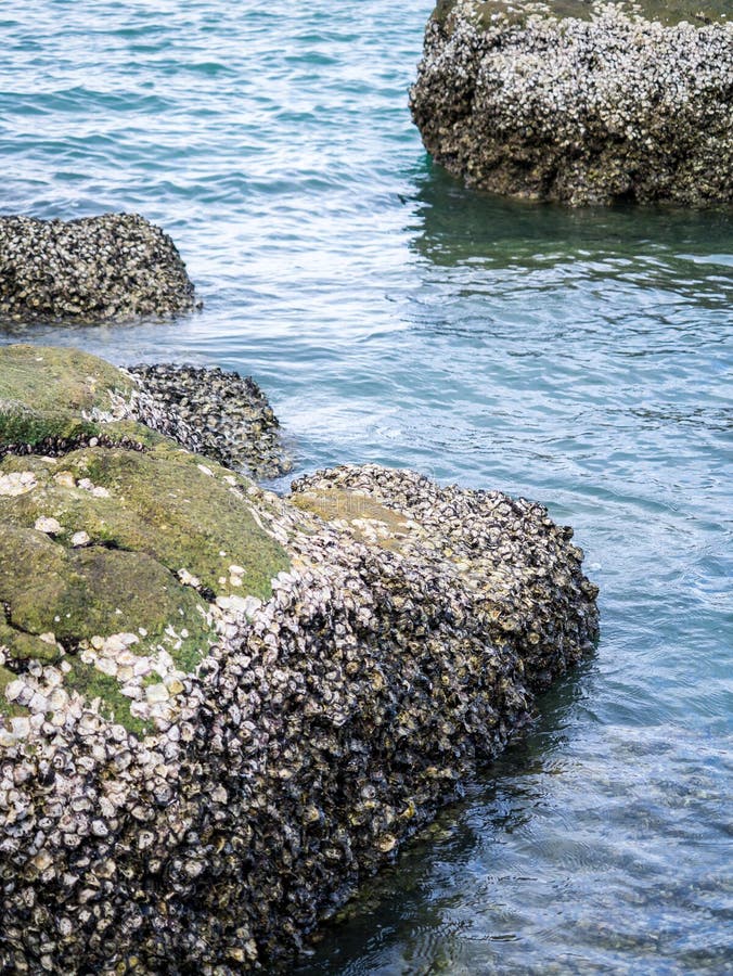 Barnacles On The Submerged Rock Stock Image - Image: 60388817