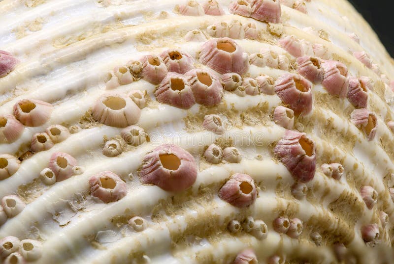 Barnacles on the Surface of a Large Shell Stock Image - Image of ...