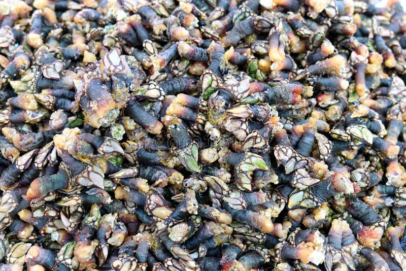 Barnacles Texture Background, Close Up Look Stock Image - Image of ...