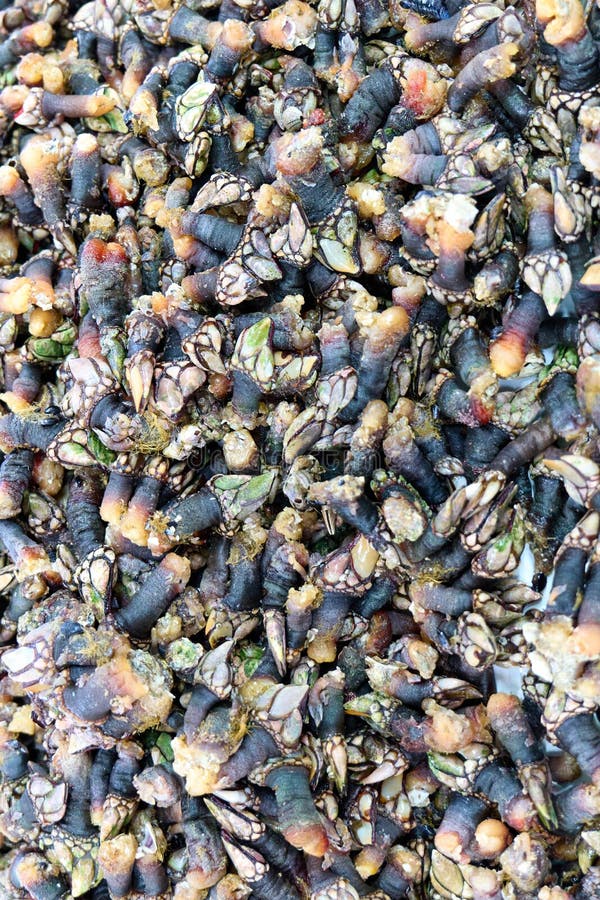 Common Barnacles Stock Photos - Free & Royalty-Free Stock Photos from ...