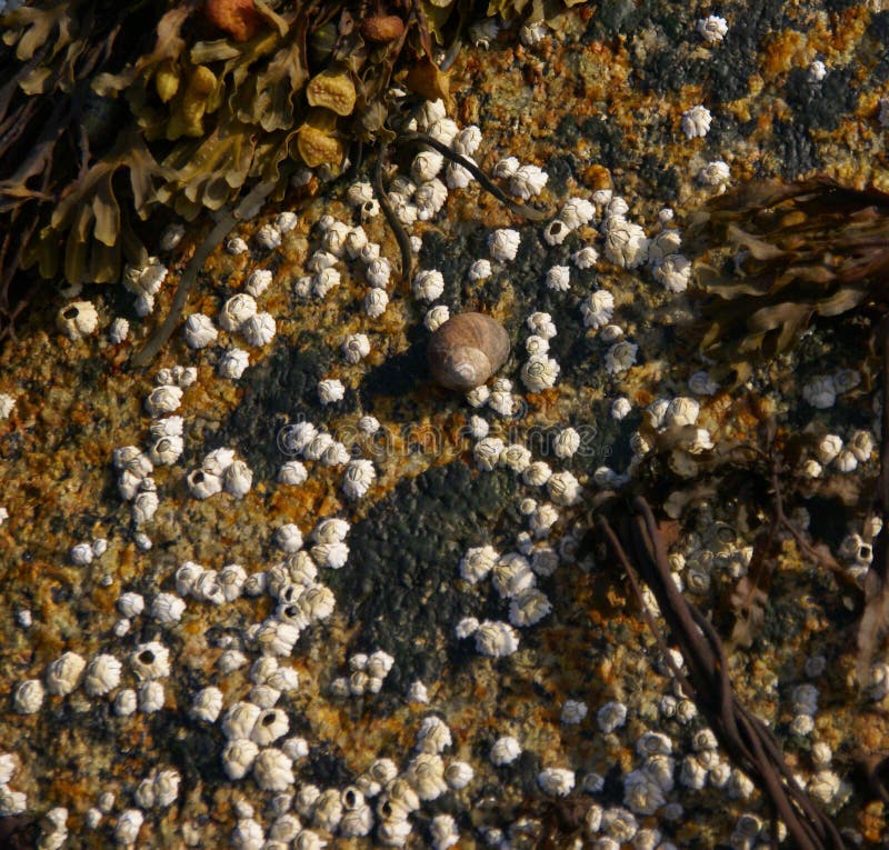 Barnacles on Tidepool Granite Boulder Stock Photo - Image of beach ...