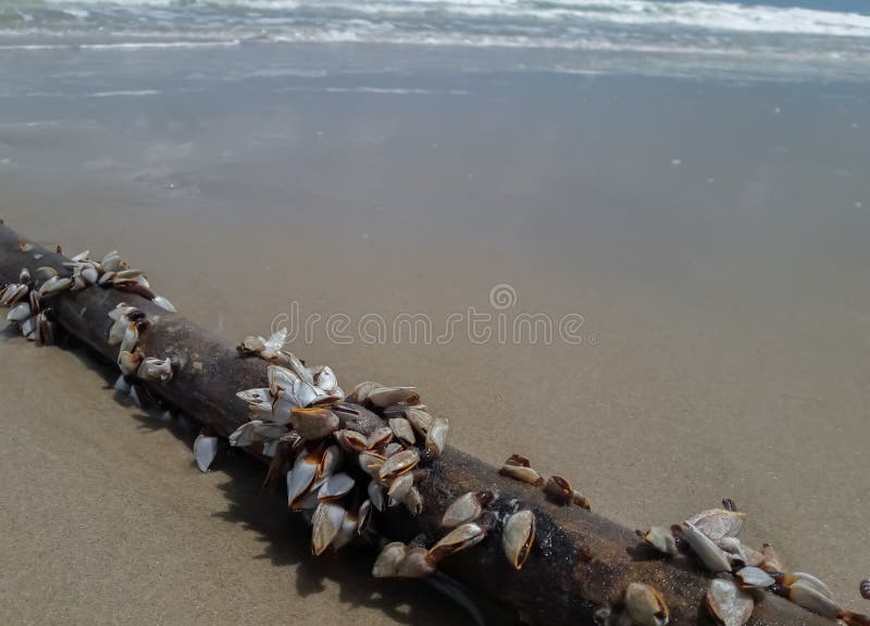 Barnacles on a timber. stock photo. Image of beak, green - 126603302