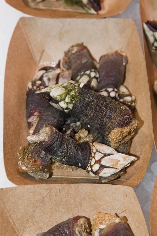 Barnacles, Typical Shellfish of Galicia Region, Spain Stock Image ...