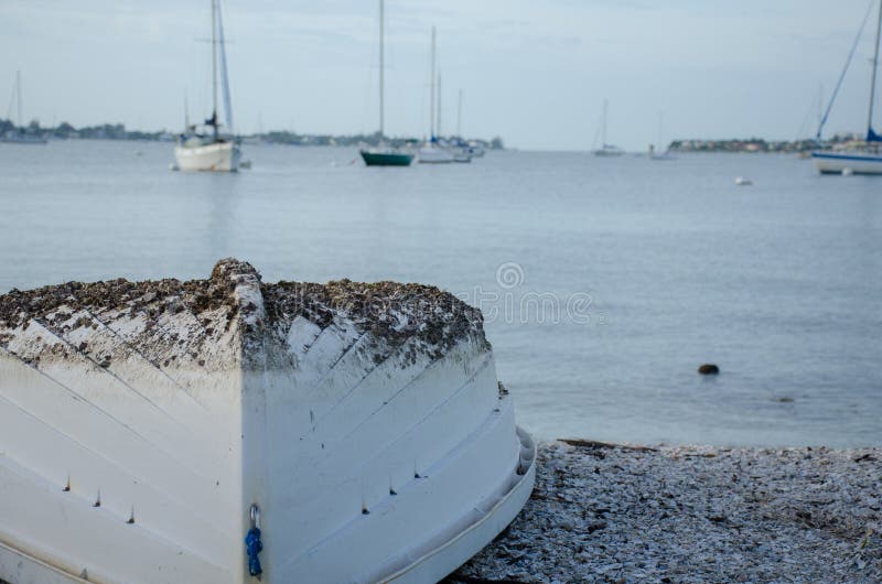 Barnacles On Boats