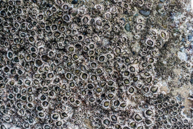 Abstract, Barnacles at Low Tid Stock Photo - Image of pool, abstract ...