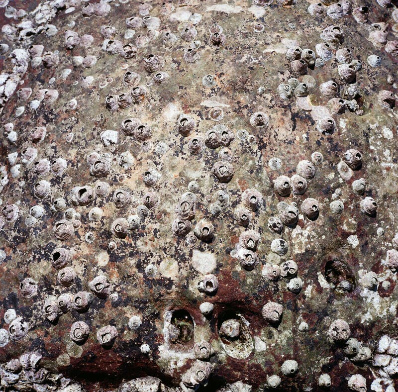 Barnacles stock image. Image of coarse, creature, beach - 34132851