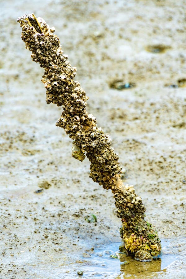 Barnacles on Wood stock image. Image of textured, coast - 22749943