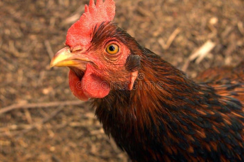 Barnevelder Chicken stock image. Image of chicken, farming - 13066221