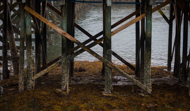 Barnicle Covered Posts of Dock at Low Tide Stock Image - Image of moss ...