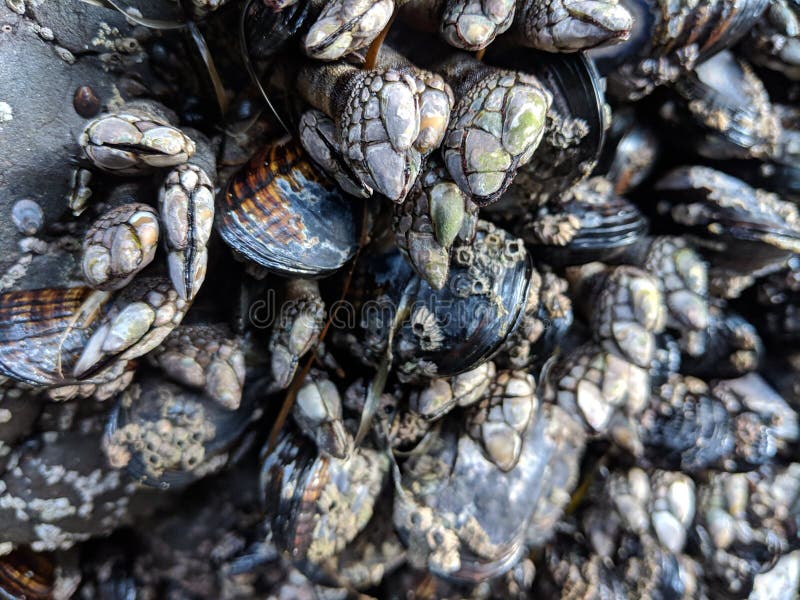 Barnicles stock photo. Image of beach, close, barnicles - 127625010