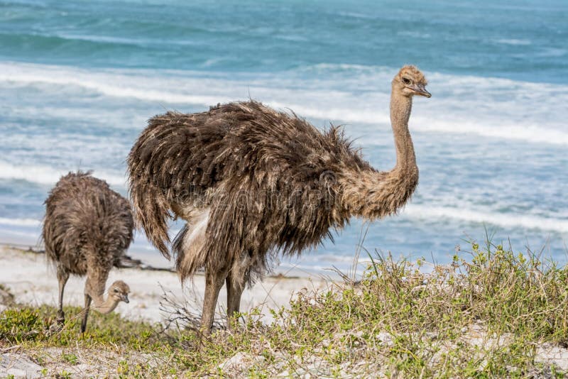 Barnslig struts fotografering för bildbyråer. Bild av svart - 61424373