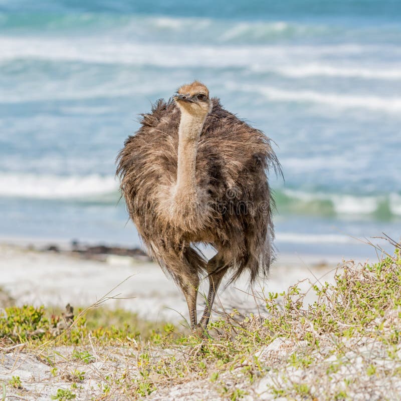 Barnslig struts fotografering för bildbyråer. Bild av svart - 61424373