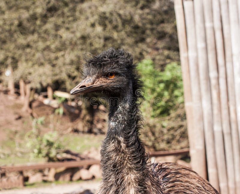 Barnslig struts fotografering för bildbyråer. Bild av svart - 61424373