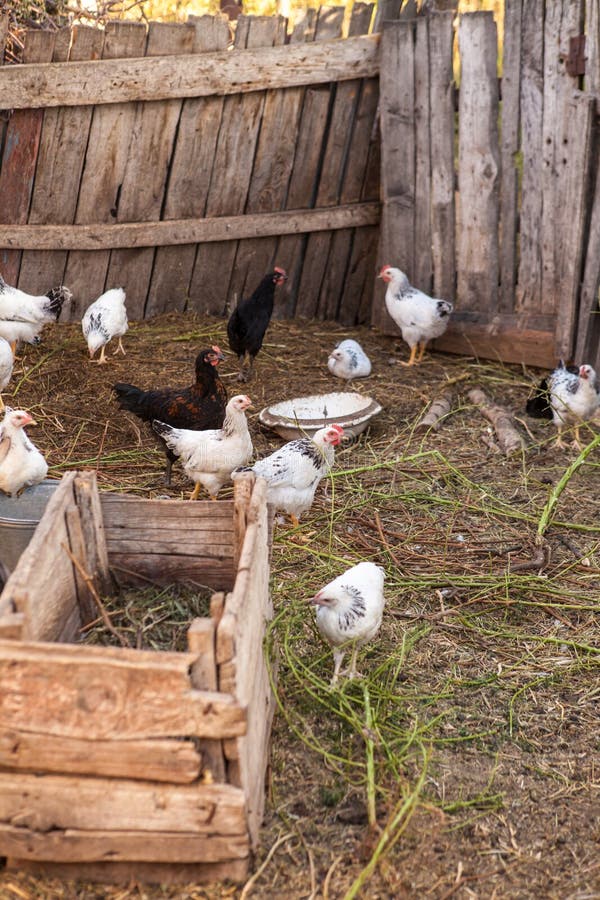 Barnyard animals stock photo. Image of farm, barnyard - 58358336