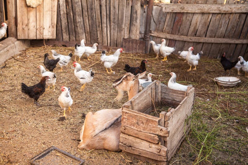 Barnyard animals stock image. Image of dirt, farm, land - 58358341