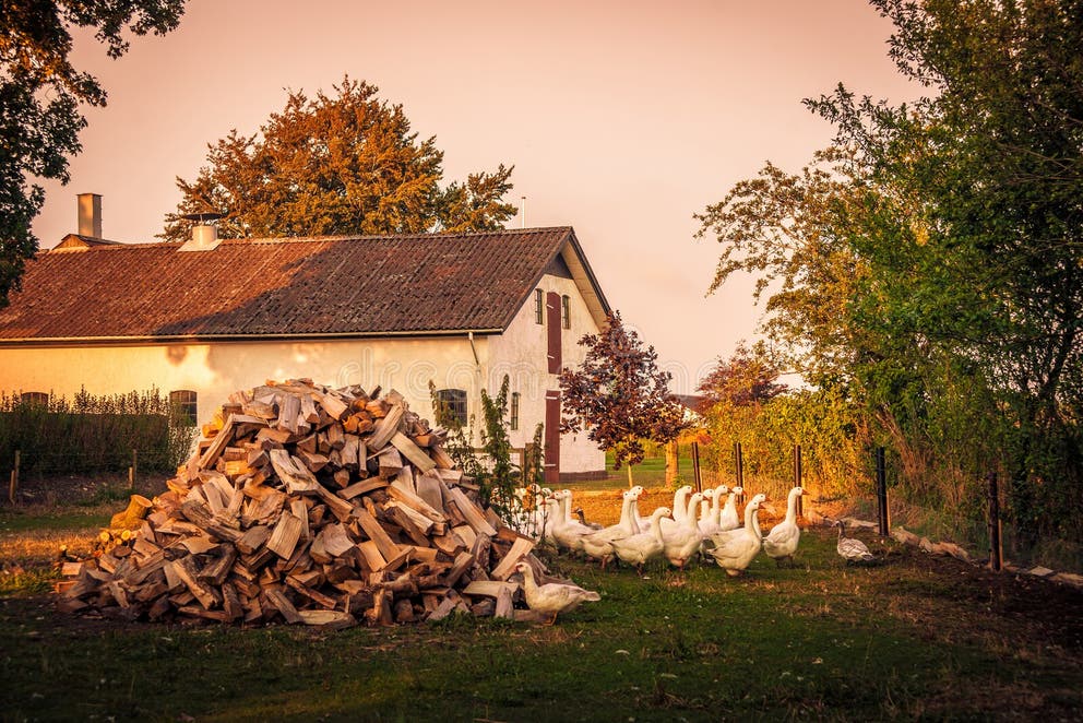 Barnyard with a Flock of Geese Stock Photo - Image of feather, domestic ...