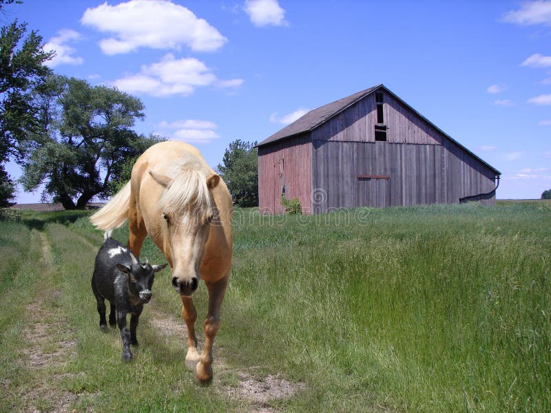Barnyard Friends stock photo. Image of pasture, farmyard - 48796706