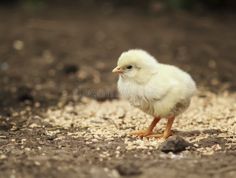 Silly Little Baby Chicks