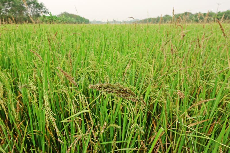 Barnyard Grass Infested Rice Field Stock Image - Image of field, flower ...