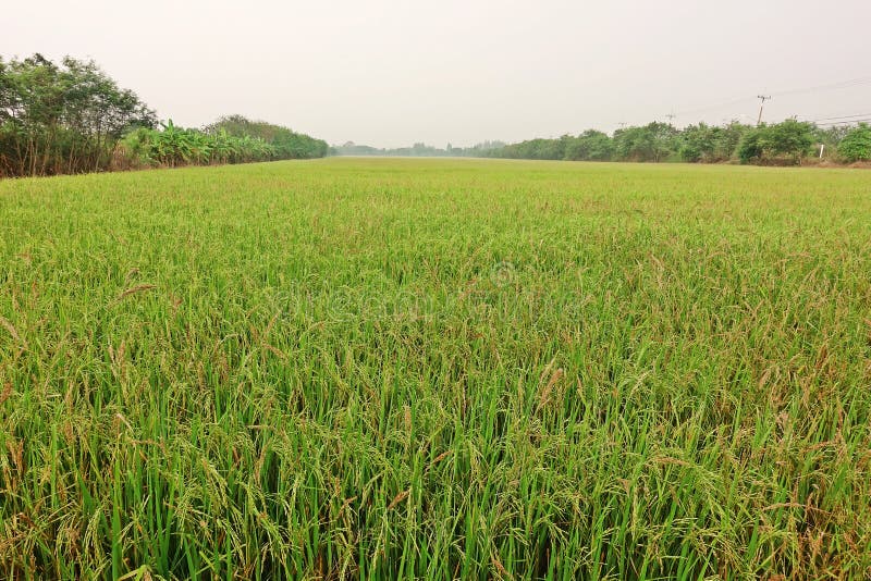 Barnyard Grass Infested Rice Field Stock Photo - Image of grass ...