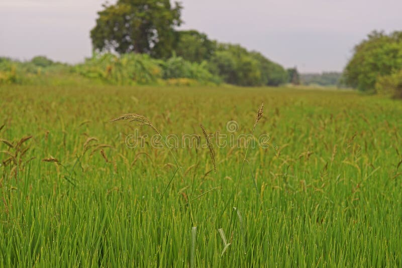Barnyard Grass Infested Rice Field Stock Image - Image of field ...