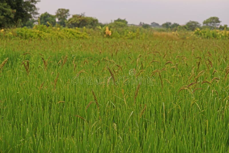 Barnyard Grass Infested Rice Field Stock Image - Image of millet ...