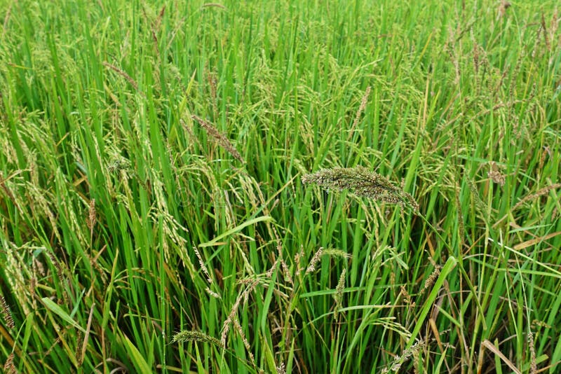 Barnyard grass stock photo. Image of agriculture, weeding - 36297956