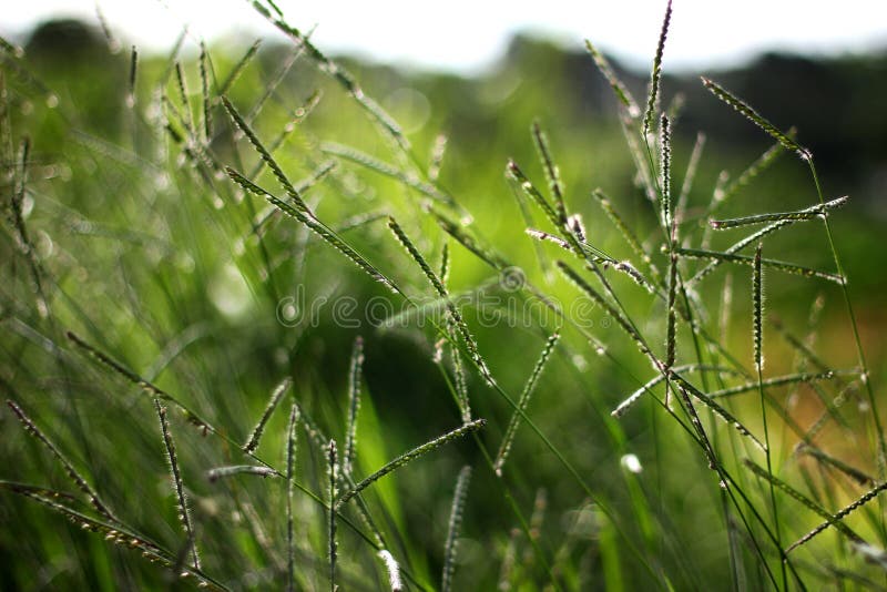 Barnyard Grass stock image. Image of grass, paddy, plant - 14994517