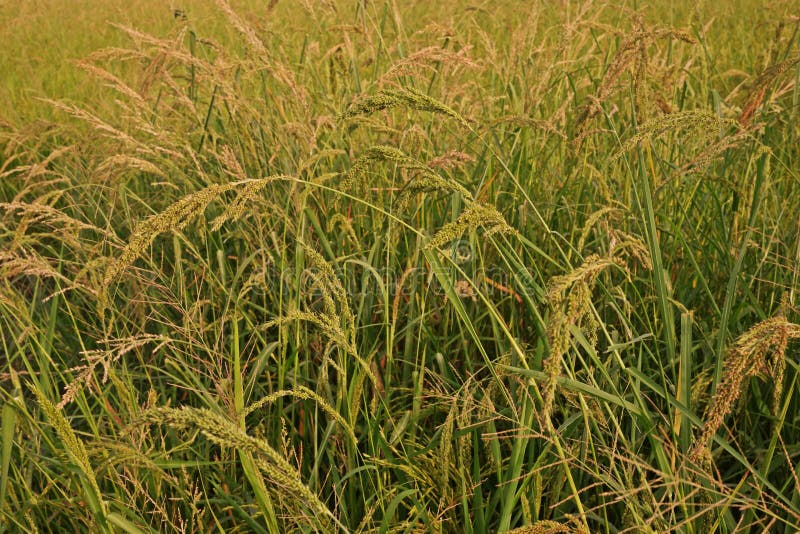 173 Echinocloa Crusgalli Stock Photos - Free & Royalty-Free Stock ...