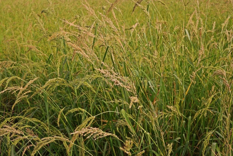 Barnyard Grass weed stock photo. Image of seed, rural - 93685364