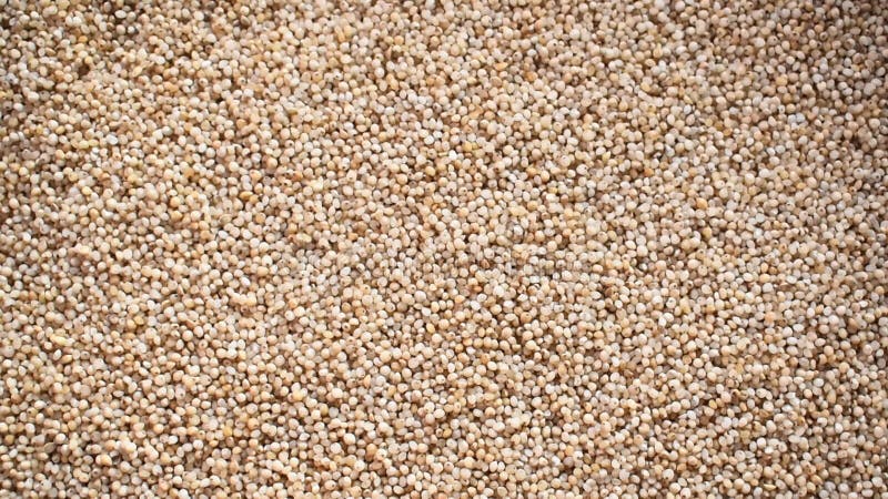 Barnyard millet grain stock video. Video of asian, grain - 205280689