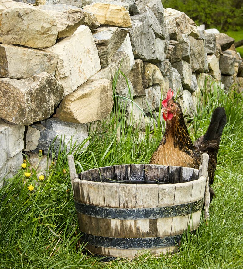 Barnyard Rooster stock photo. Image of farmyard, wooden - 79611276