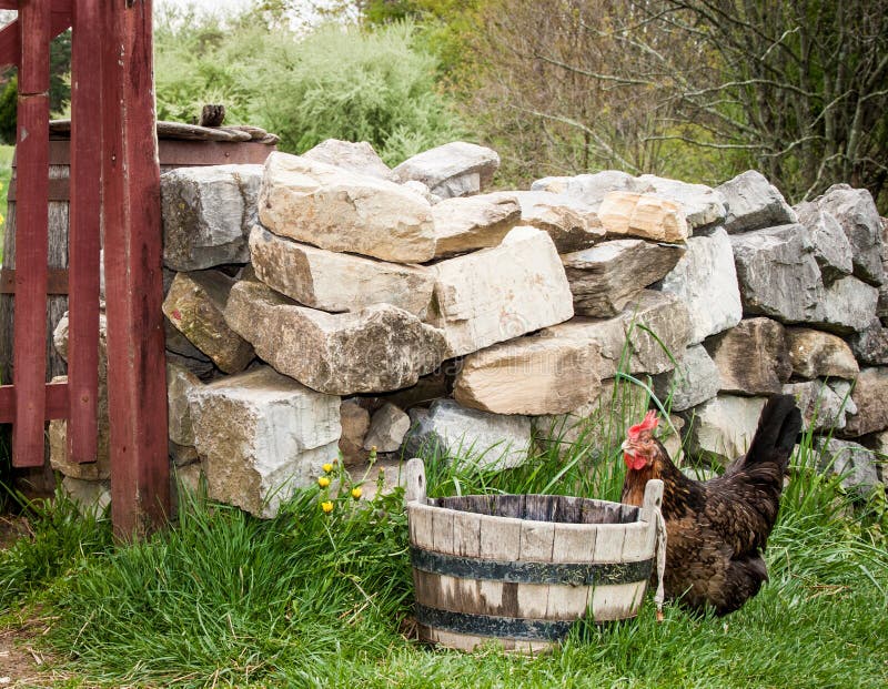 Barnyard Rooster stock image. Image of barnyard, grass - 79626917