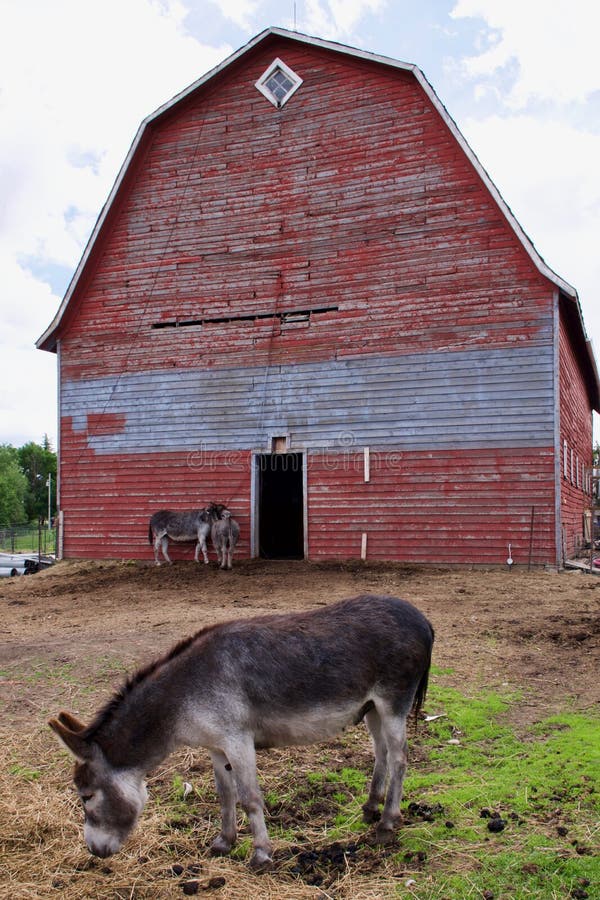 Barnyard Scenes in Western Canada Stock Photo - Image of barn, colour ...